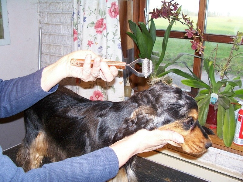 Trimmevejledning – Cocker Spaniels